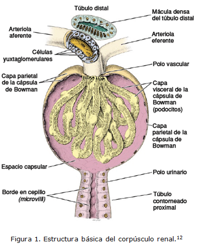 Síndrome Nefrótico: elementos clínicos relevantes | Brito-Méndez ...